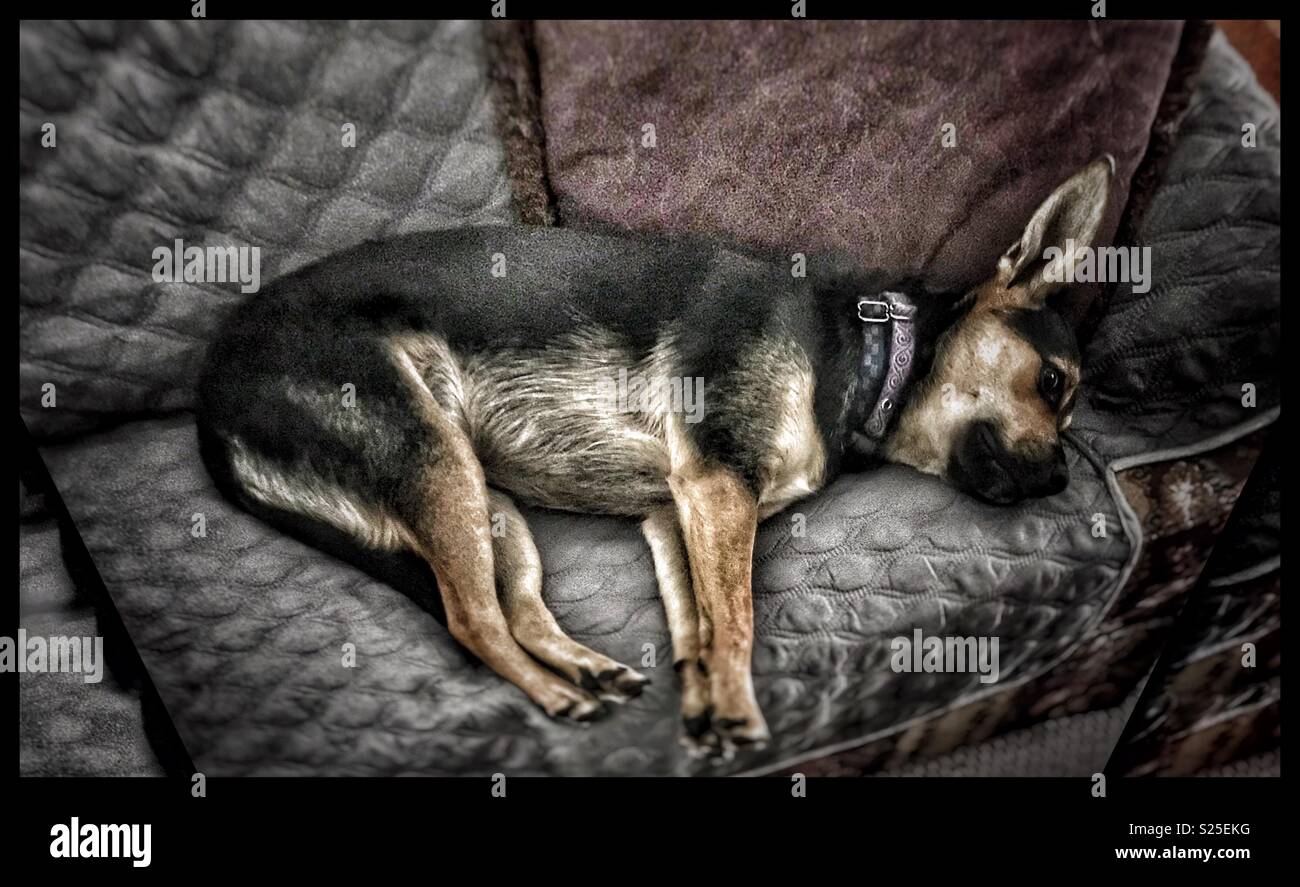 Resting slumber hi-res stock photography and images - Alamy