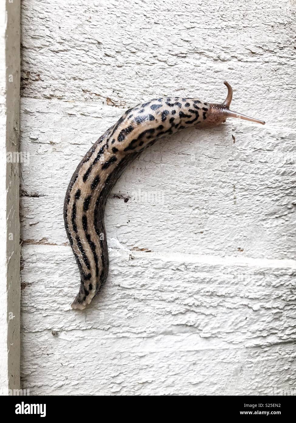 Large Leopard Slug Limax Maximus on garden fence Stock Photo - Alamy