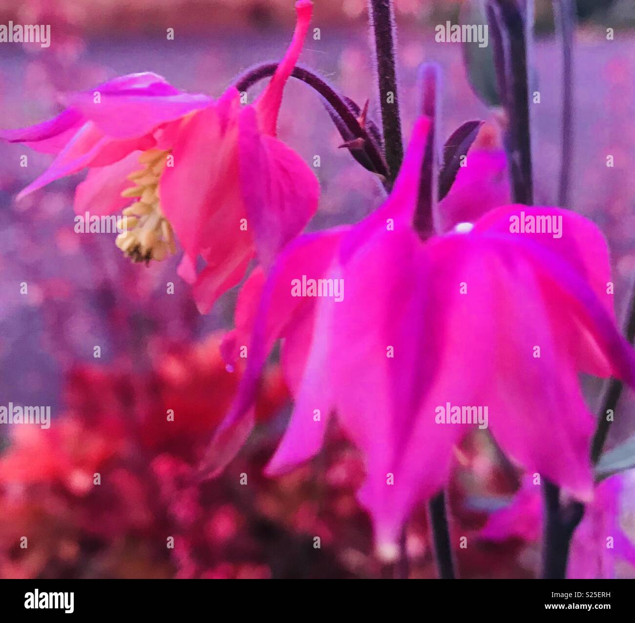 Floristry pictures hi-res stock photography and images - Alamy