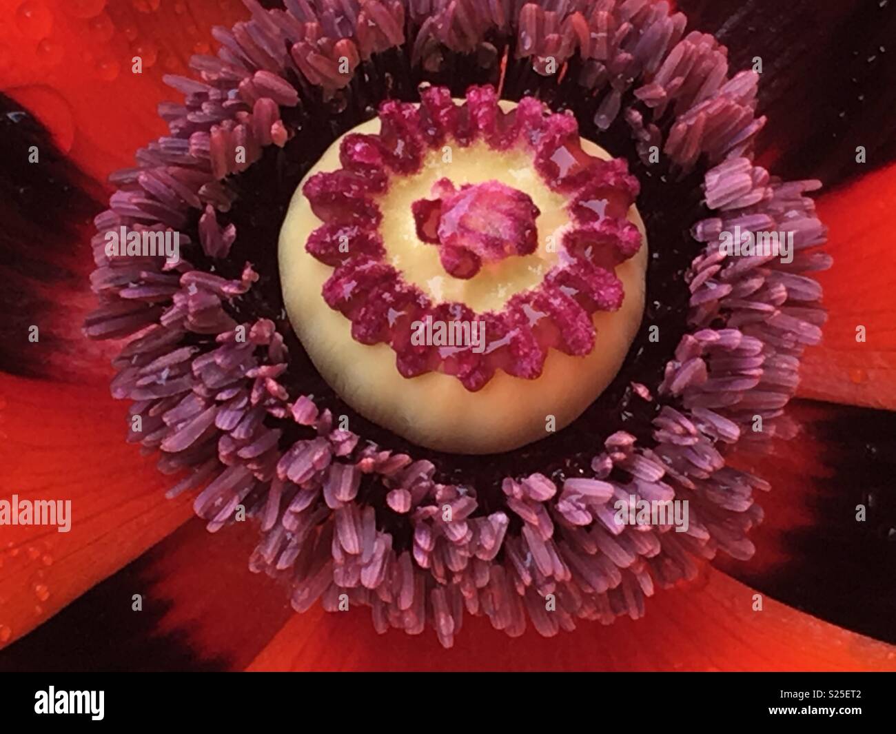 Oriental poppy looks good enough to eat Stock Photo - Alamy