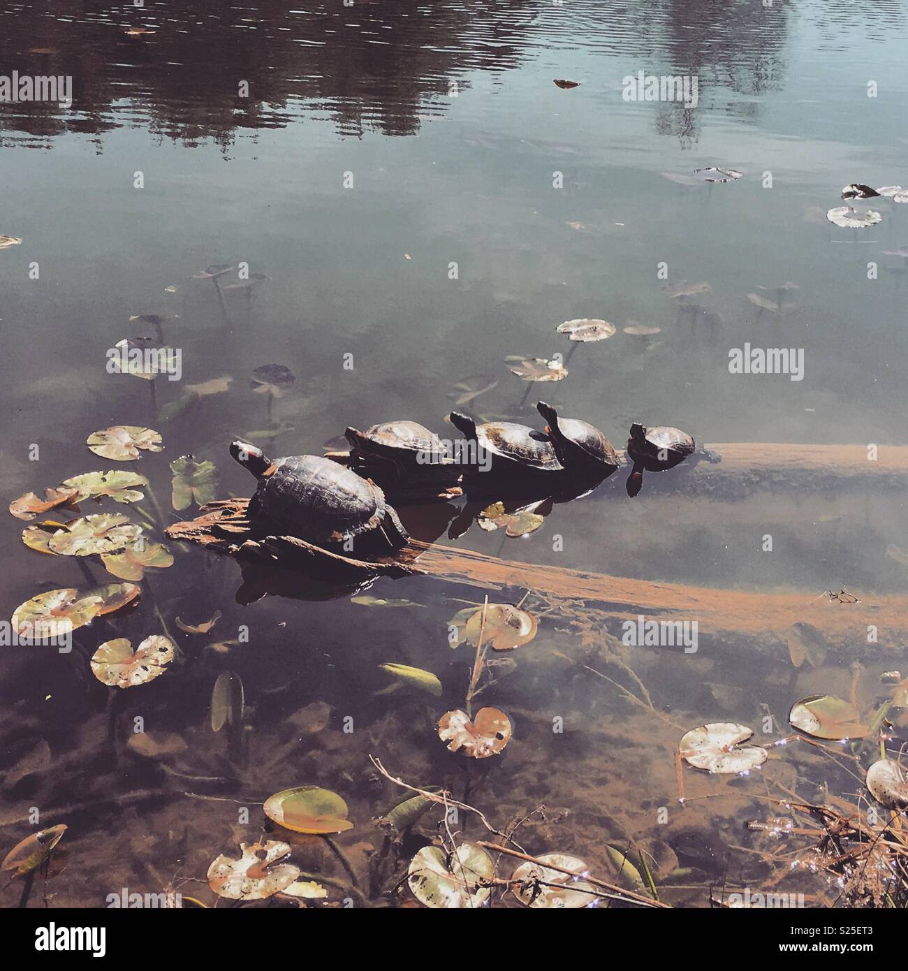 Bumps into water hi-res stock photography and images - Alamy
