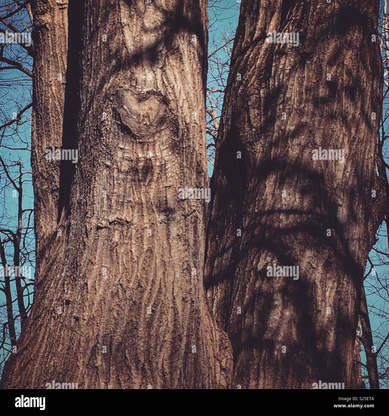 Tree knot hi-res stock photography and images - Alamy