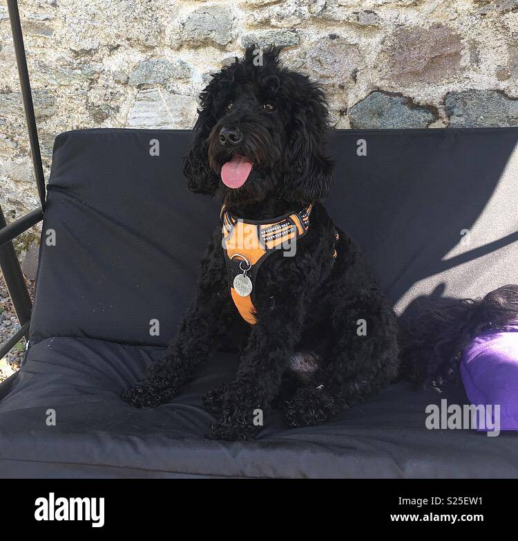 Happy black cockapoo Stock Photo - Alamy