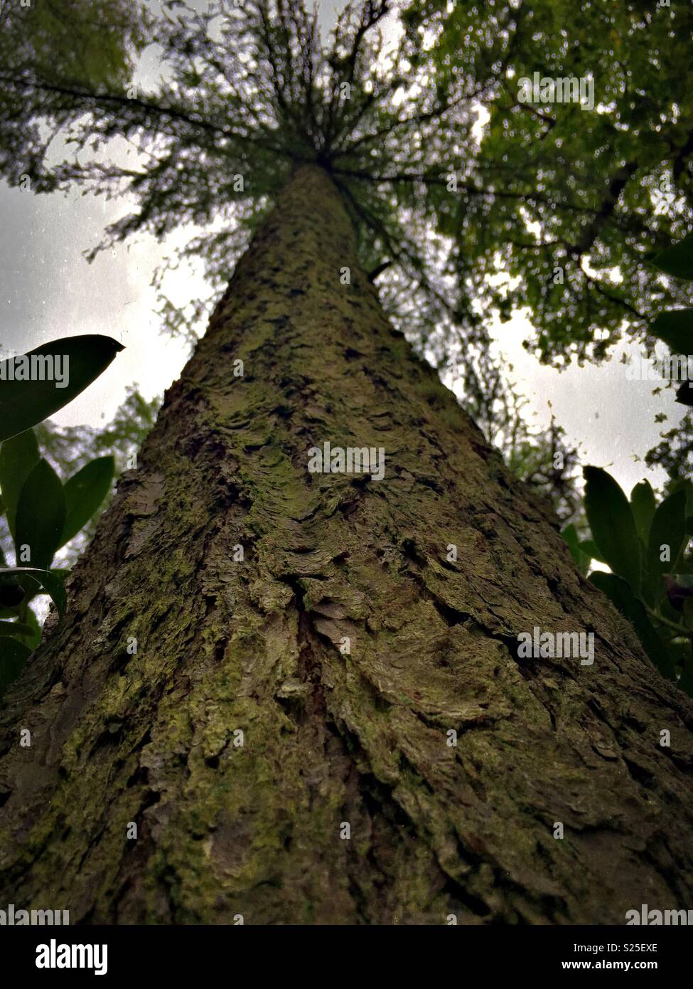 Sturdy Tree High Resolution Stock Photography and Images - Alamy