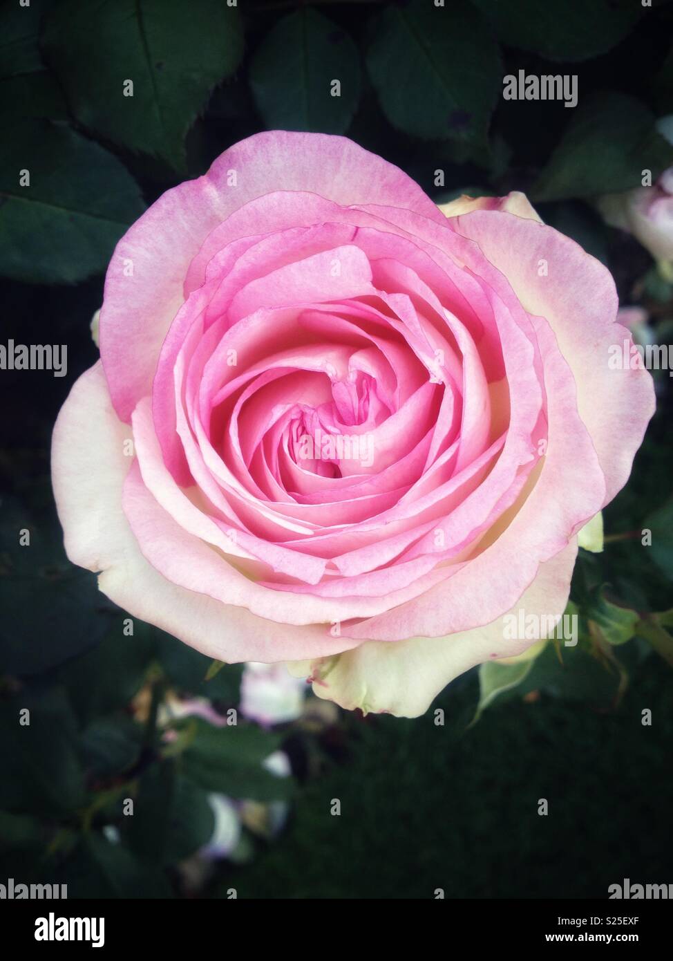 Beautiful Rose from RHS Garden Wisley. England Stock Photo - Alamy