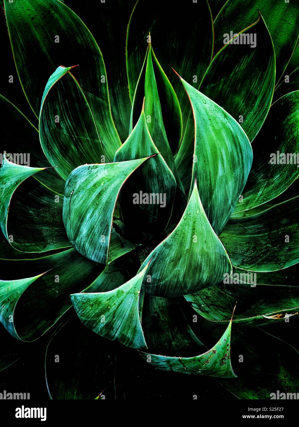 Agave Abstract in Green Stock Photo - Alamy