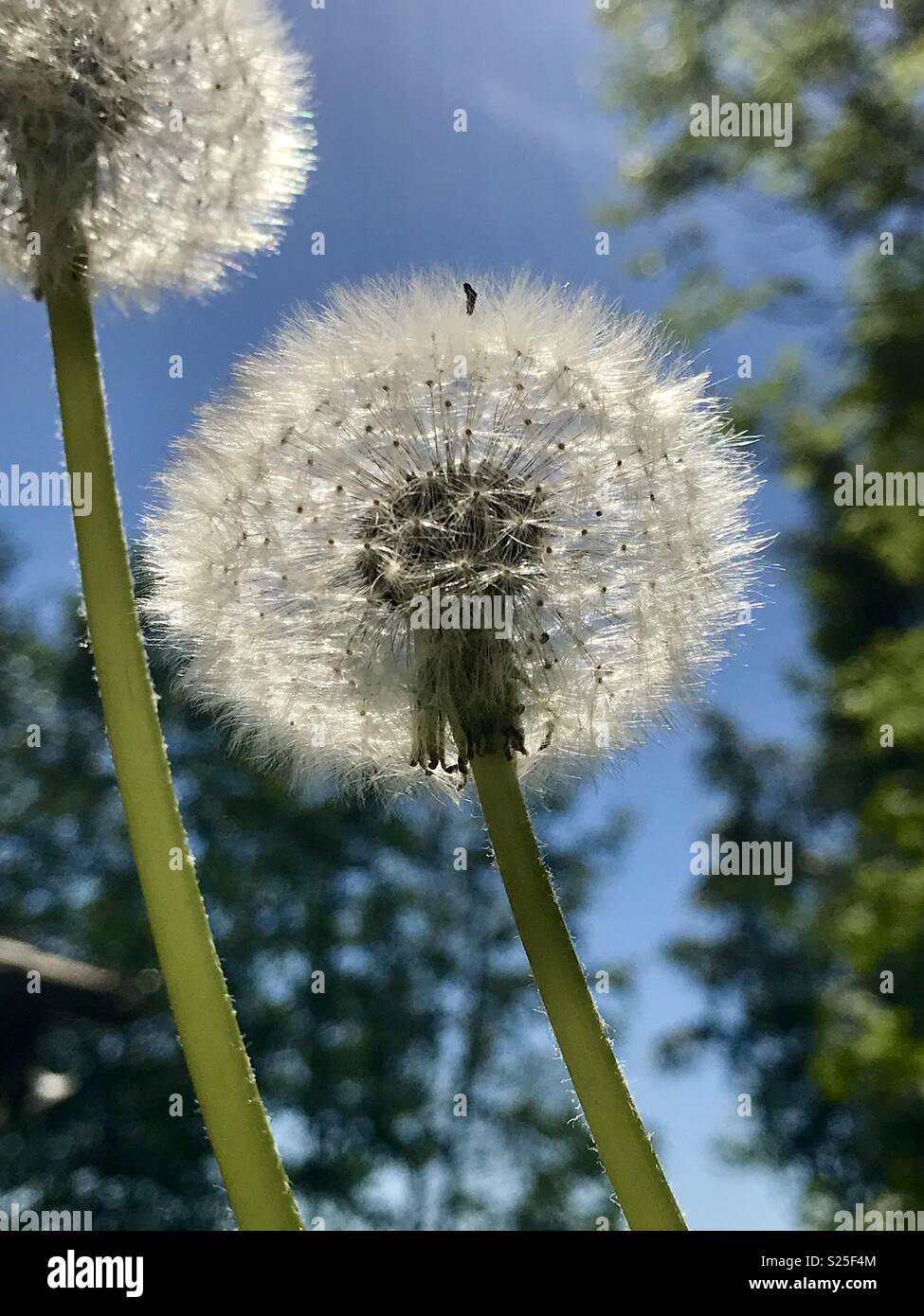 Summer sunlight in nature Stock Photo - Alamy