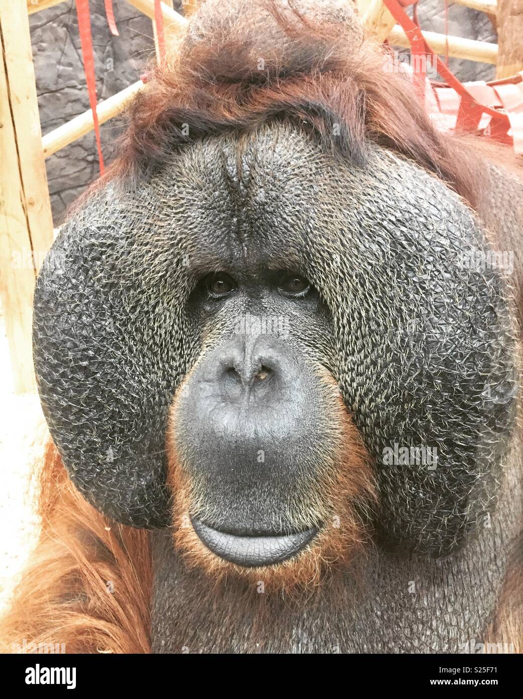 Orangutang High Resolution Stock Photography and Images - Alamy