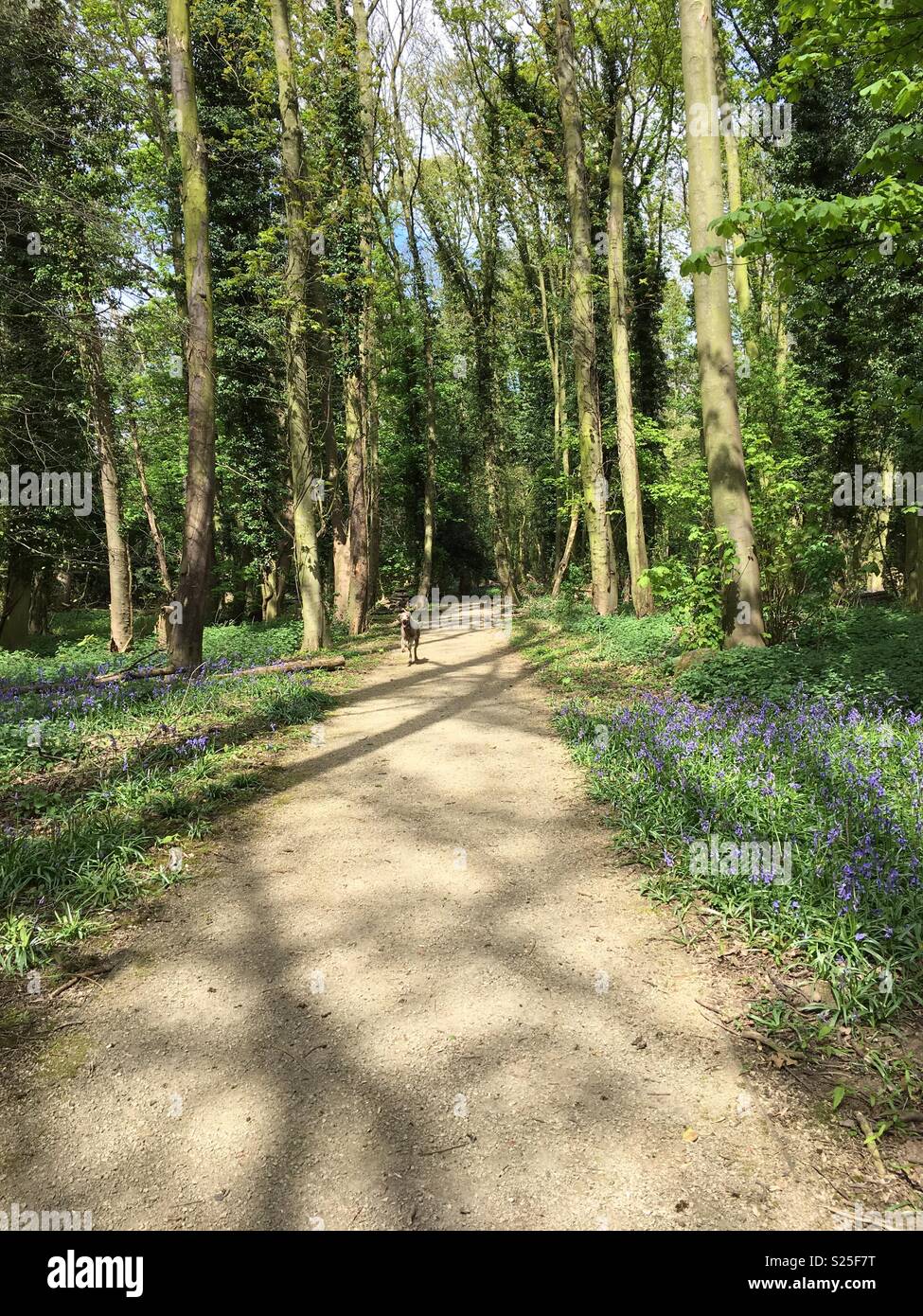 Bluebell wood forest path Stock Photo - Alamy