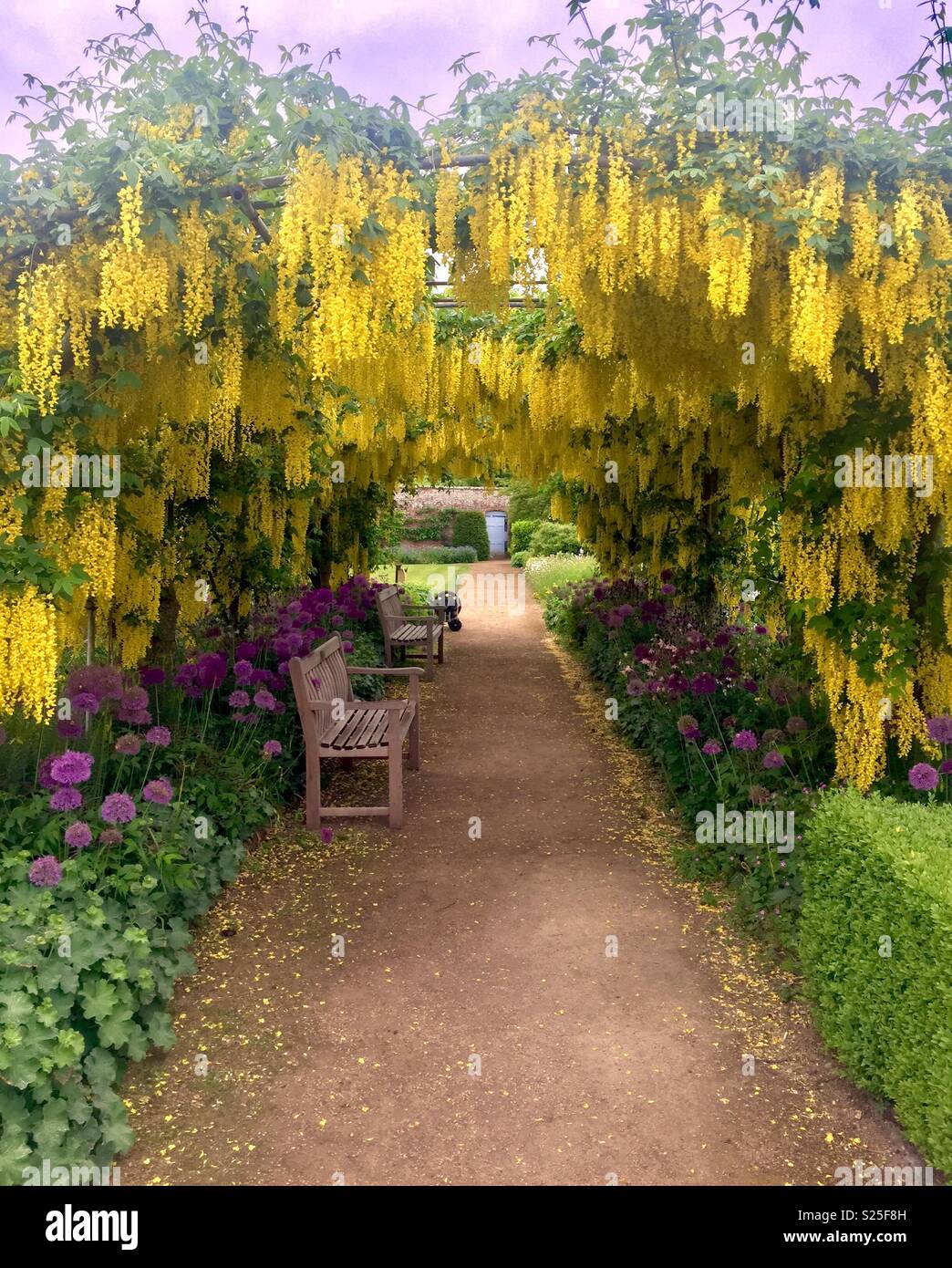 Laburnum arch hi-res stock photography and images - Alamy