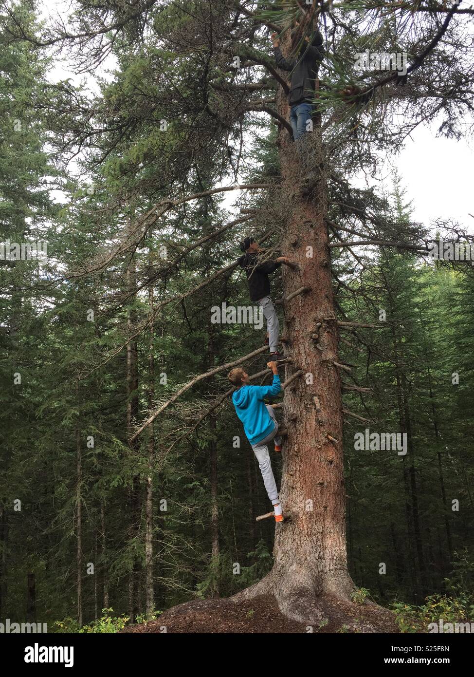 Climbing trees hi-res stock photography and images - Alamy