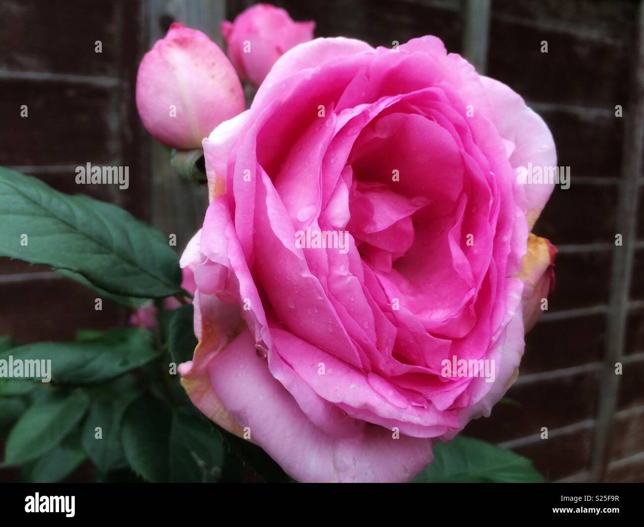 Pink rose with raindrops hi-res stock photography and images - Alamy
