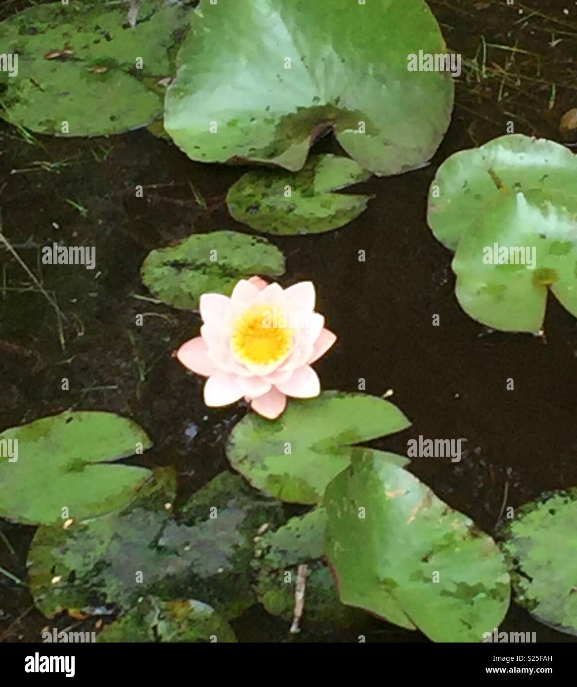 Pond lilly hi-res stock photography and images - Alamy