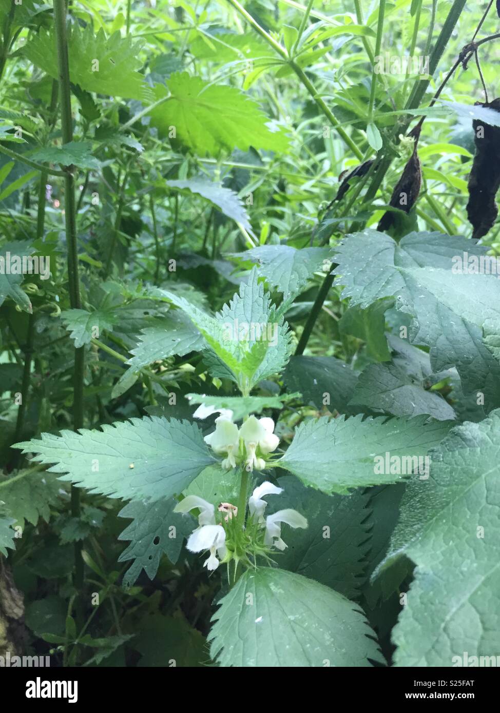 Stinging nettle in flower hi-res stock photography and images - Alamy