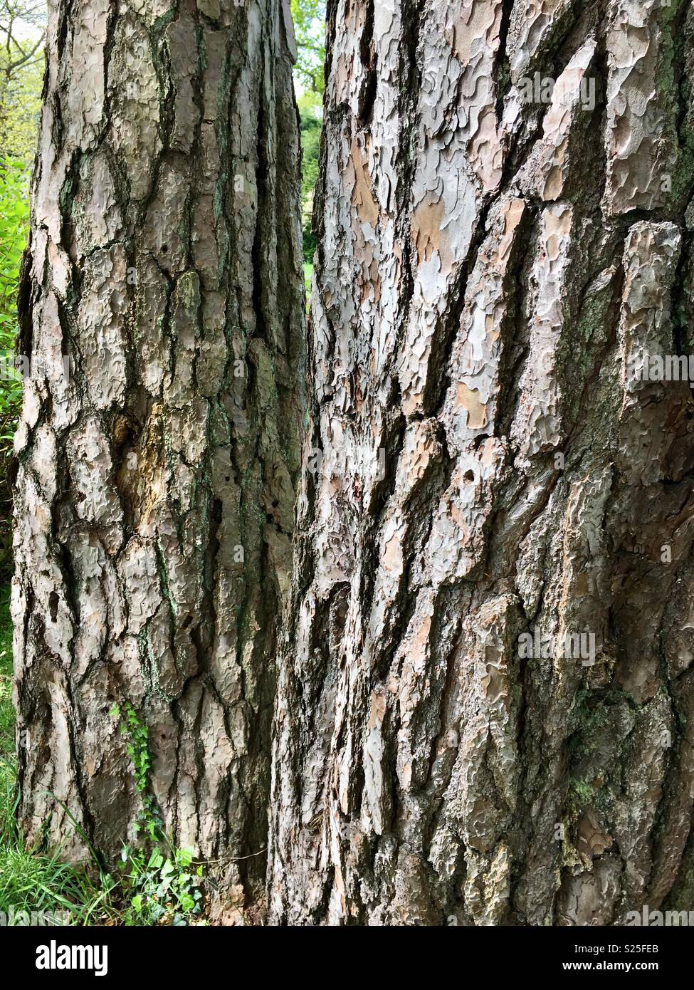 Trunks bark hi-res stock photography and images - Alamy