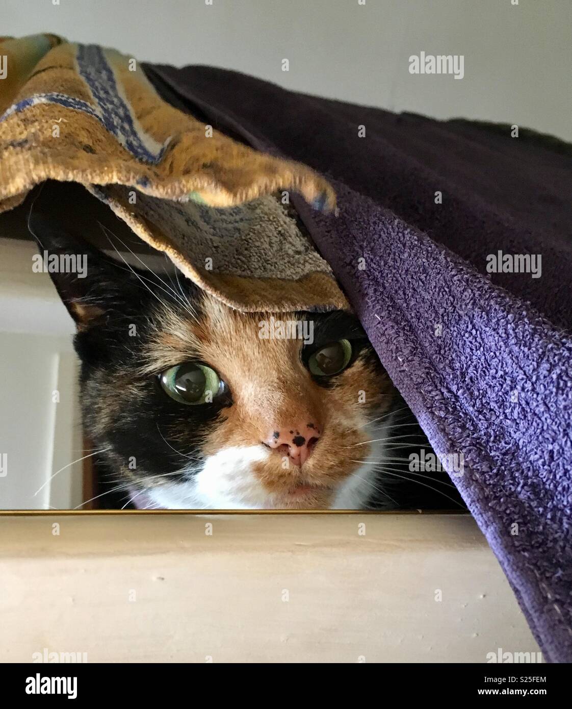 Pounce cat hi-res stock photography and images - Alamy