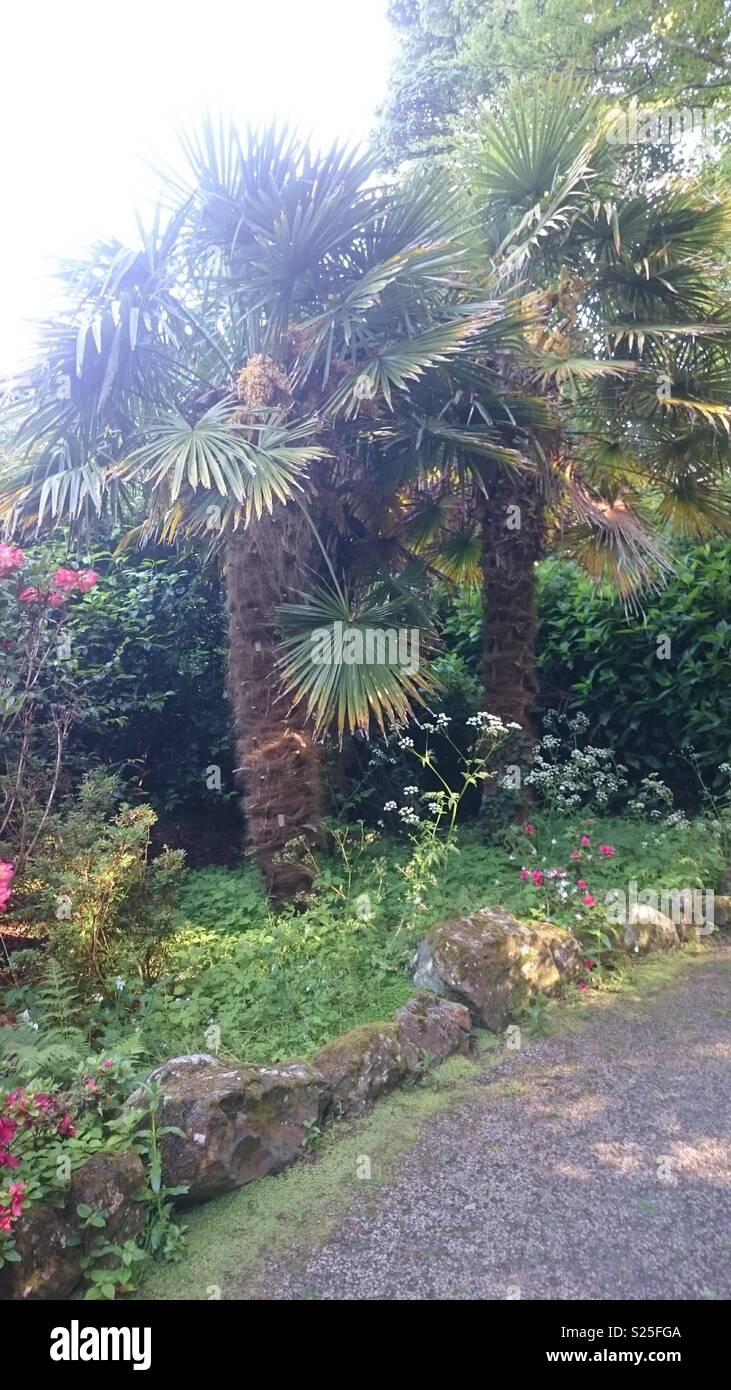 Cornwall palm trees hi-res stock photography and images - Alamy