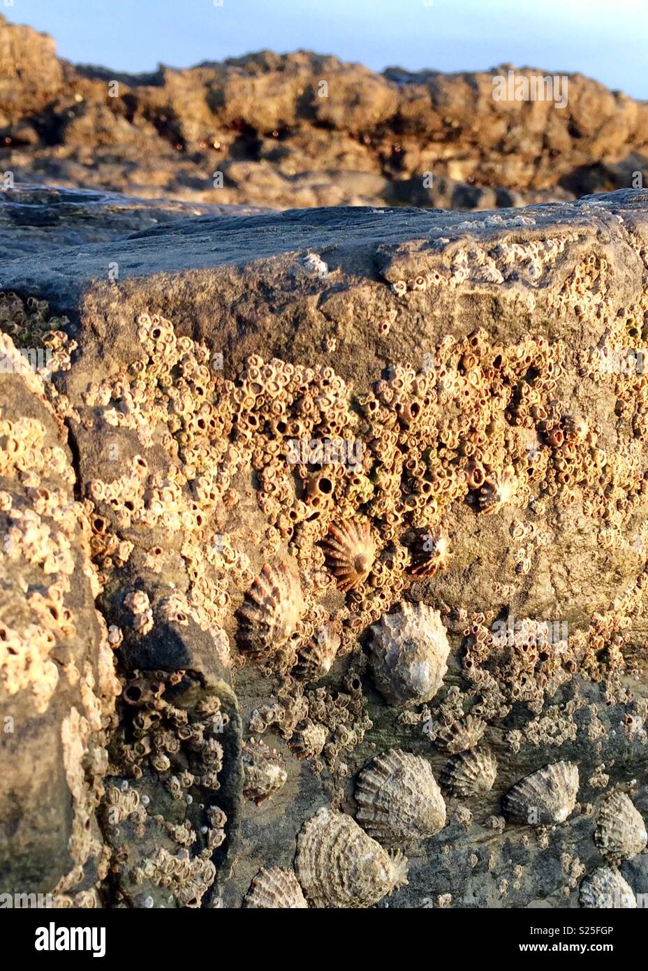 Limpets Rocks High Resolution Stock Photography and Images - Alamy