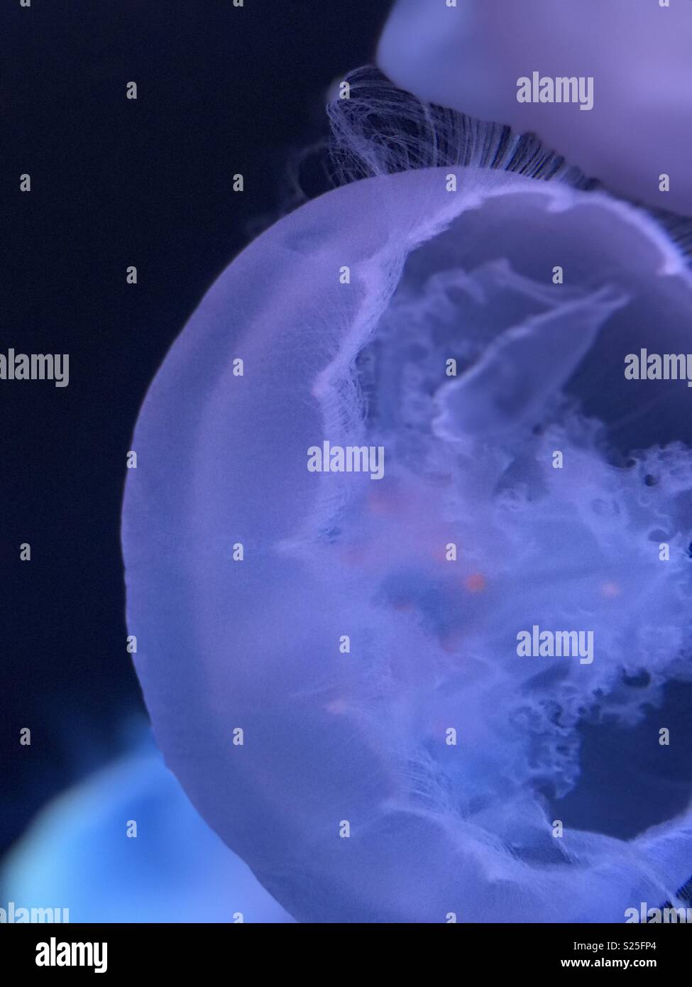 Closeup jellyfish hi-res stock photography and images - Alamy