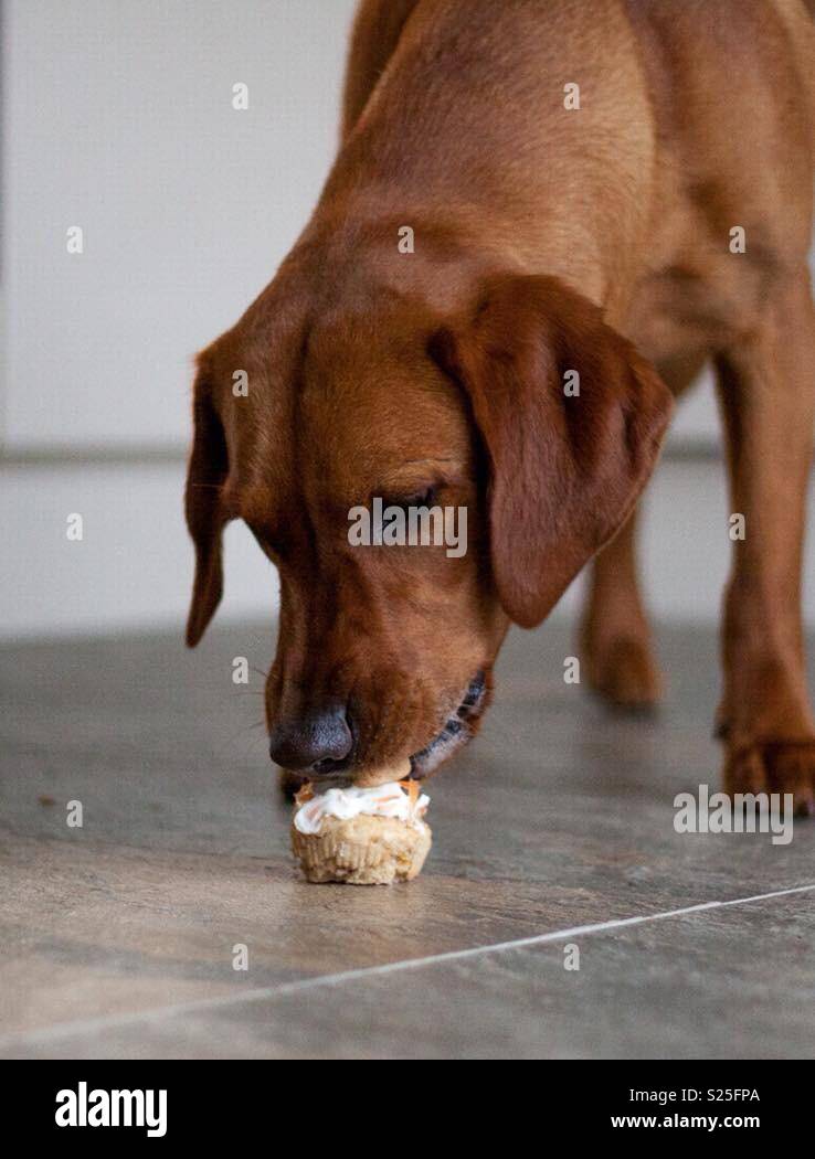 Dog eating cake Stock Photo - Alamy