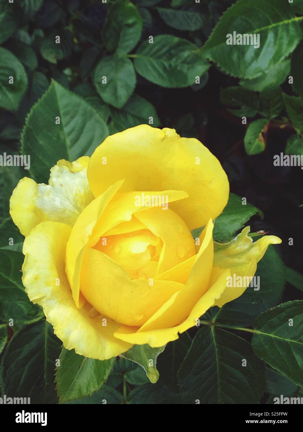 Imperfection in beauty hi-res stock photography and images - Alamy