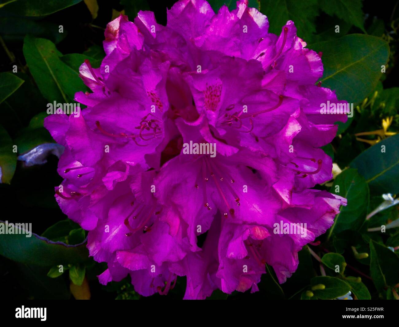 Symmetrical Rhododendron cluster as viewed from above Stock Photo - Alamy