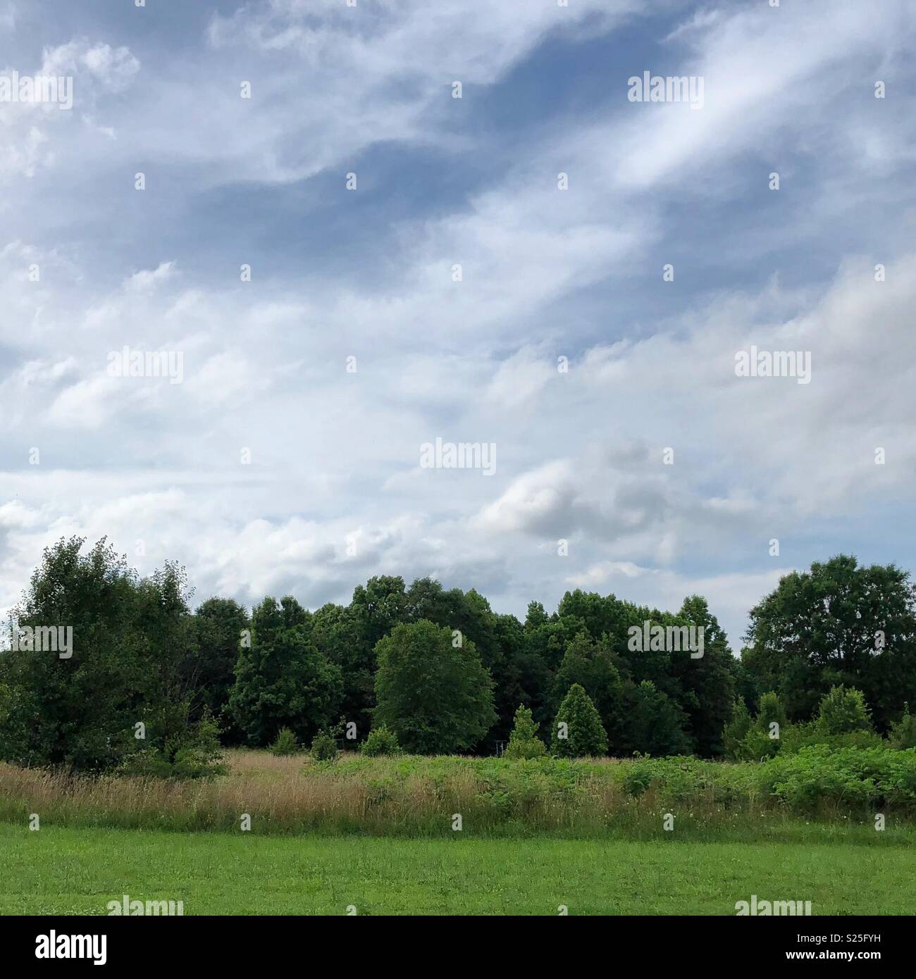 Beautiful field of green with trees lining background Stock Photo - Alamy