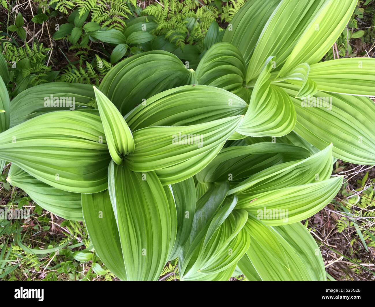 Wild plant in the Tongass National Forest, Juneau, Alaska Stock Photo ...