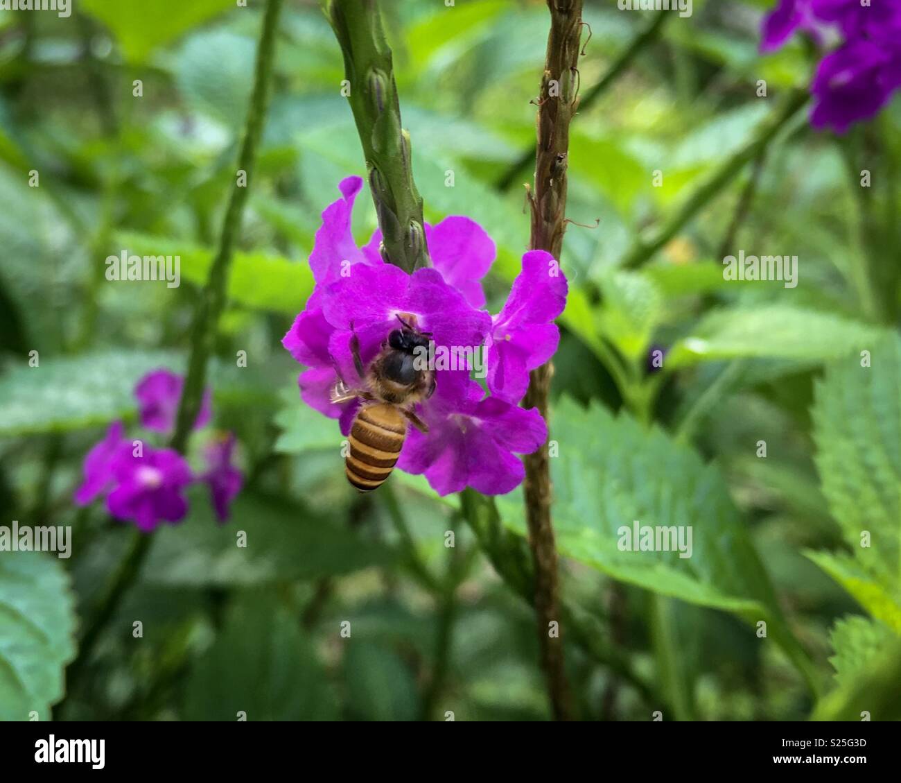 Asian honey bee hi-res stock photography and images - Alamy