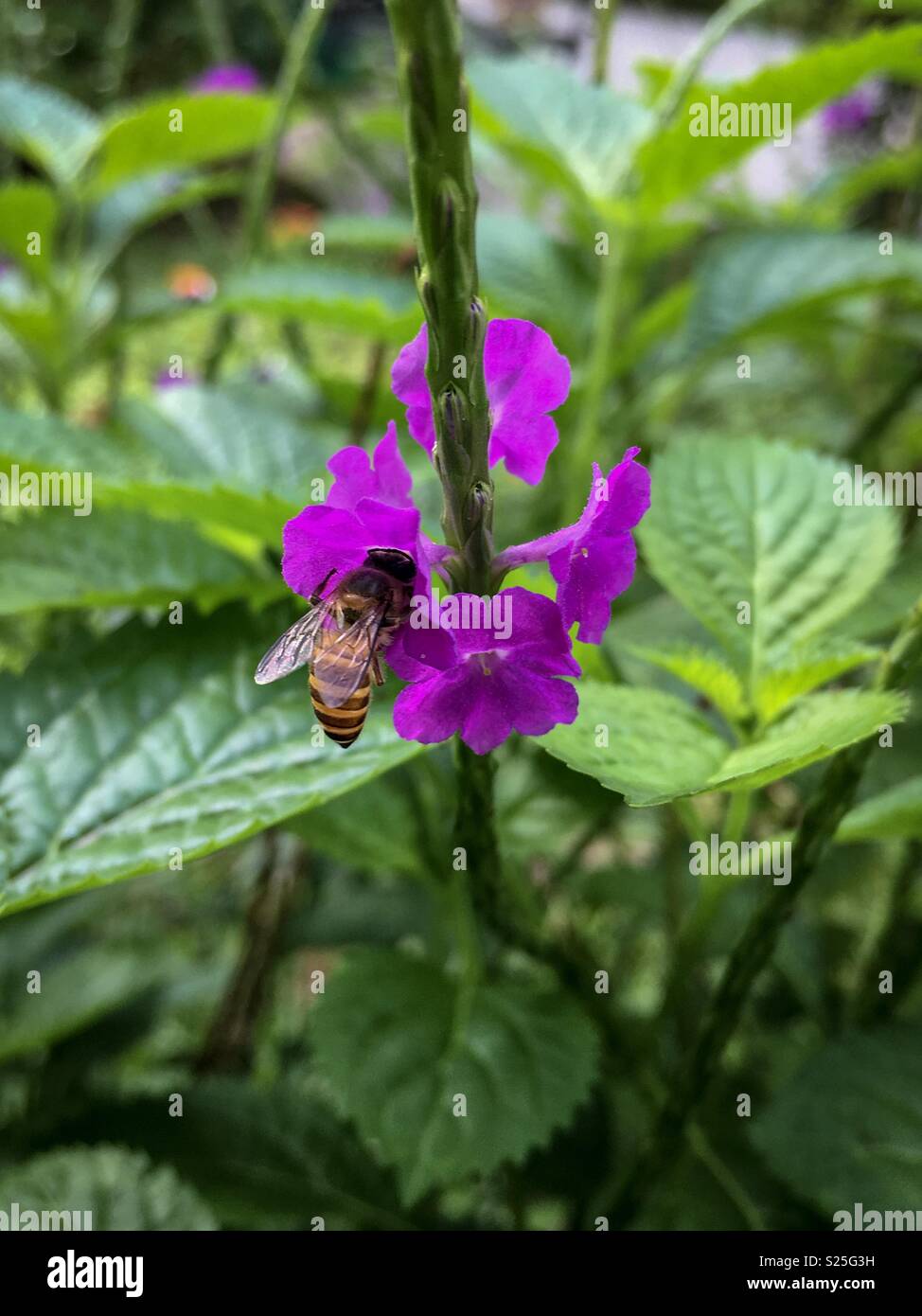 Apis cerana hi-res stock photography and images - Alamy