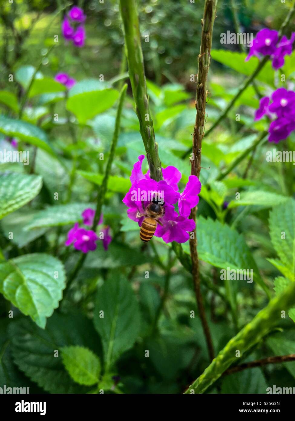 Asian honey bee hi-res stock photography and images - Alamy