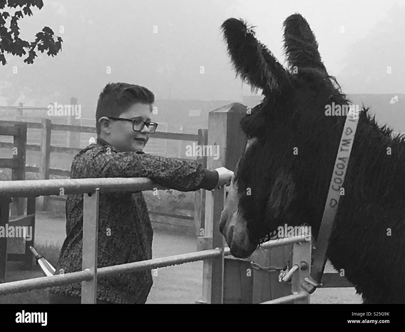 Donkey love Black and White Stock Photos & Images - Alamy