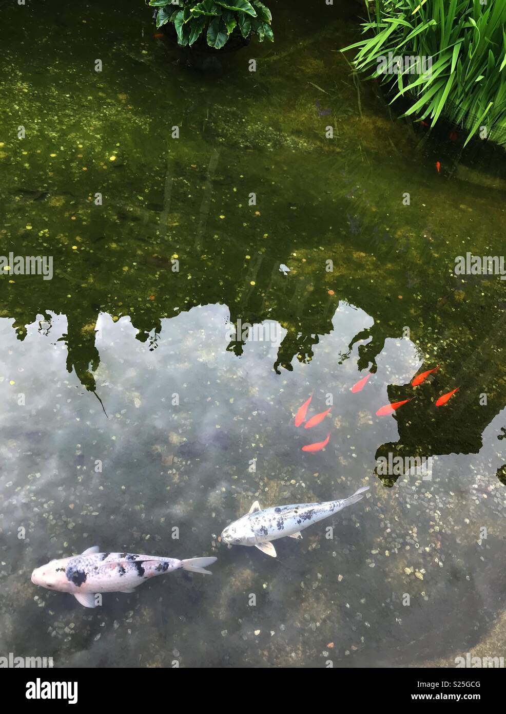 Bella bella fish hi-res stock photography and images - Alamy