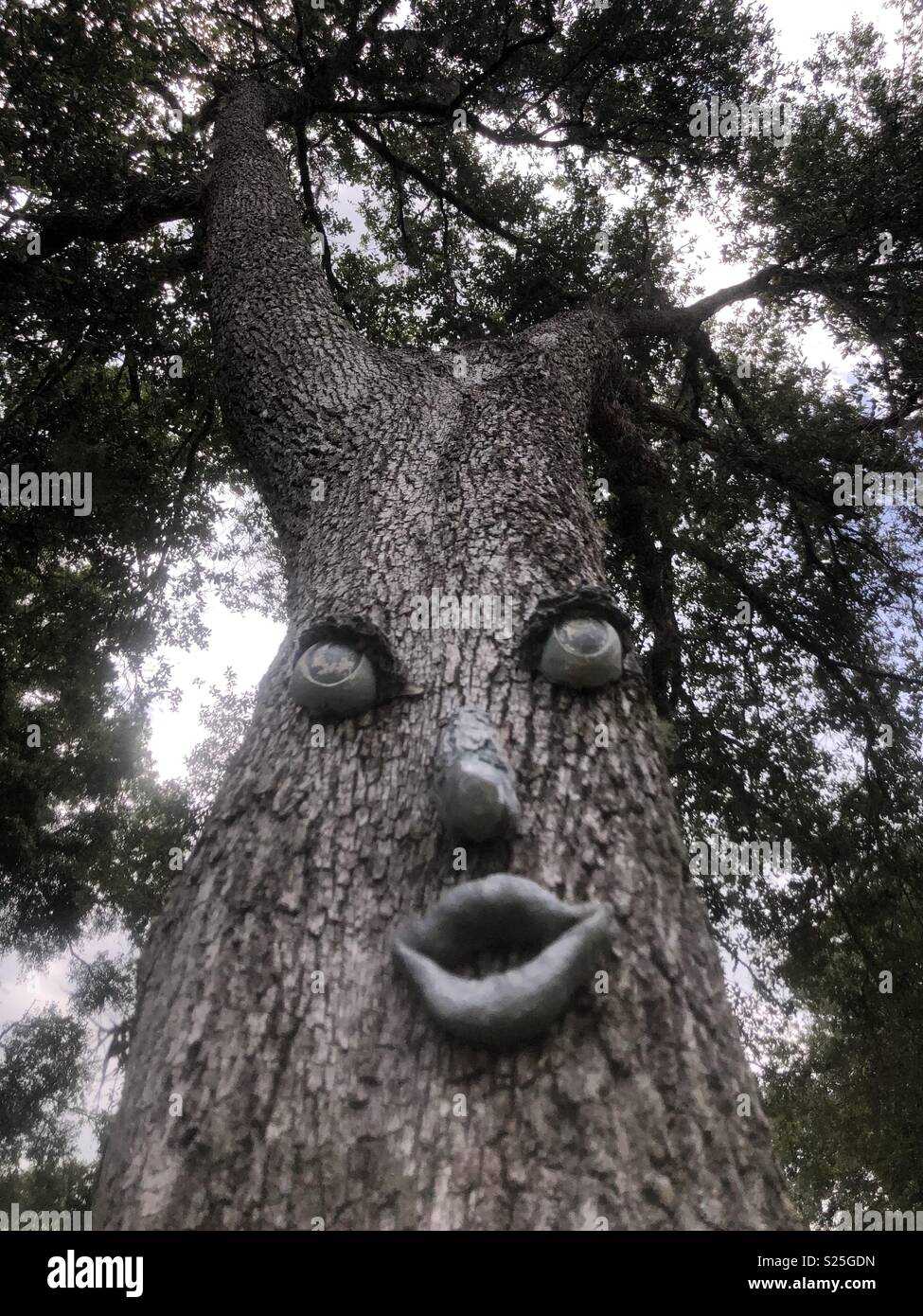 Face leaves tree hi-res stock photography and images - Alamy