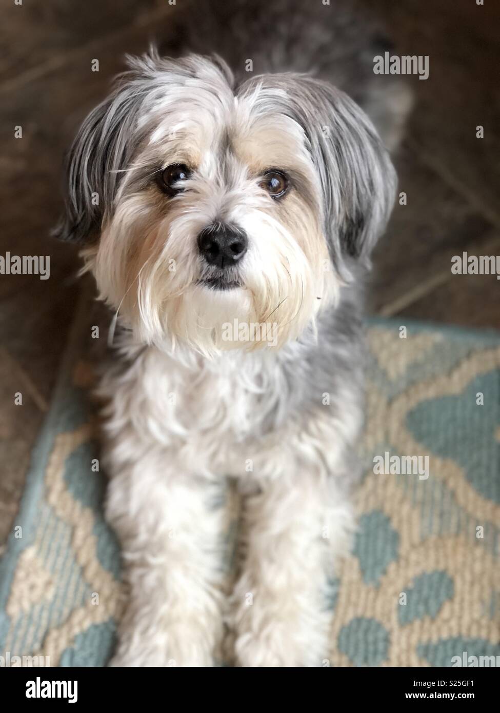 My Best Girl Stock Photo Alamy my-best-girl-stock-photo-alamy