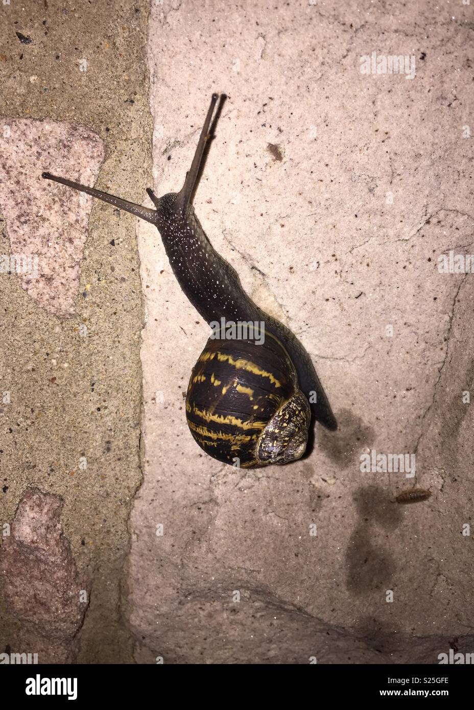 Slow moving creature hi-res stock photography and images - Alamy