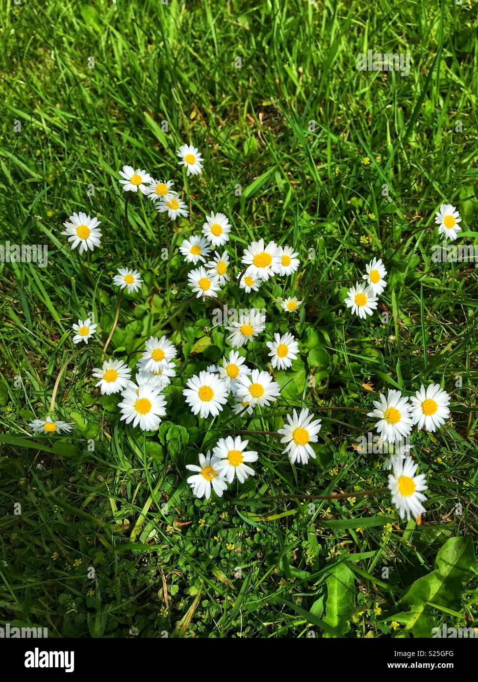 Back daisy hi-res stock photography and images - Alamy