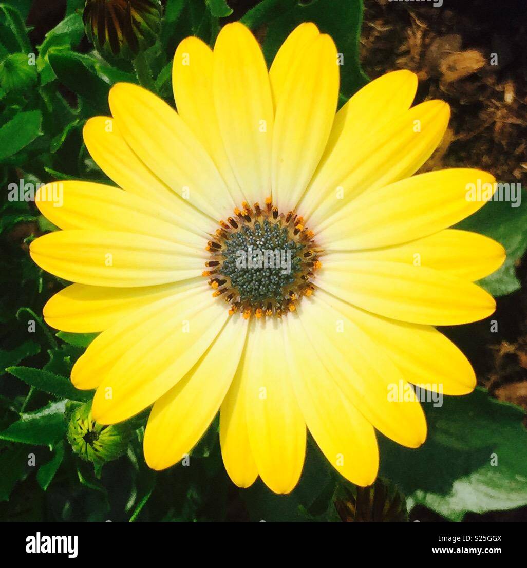 Bright yellow flower hi-res stock photography and images - Alamy