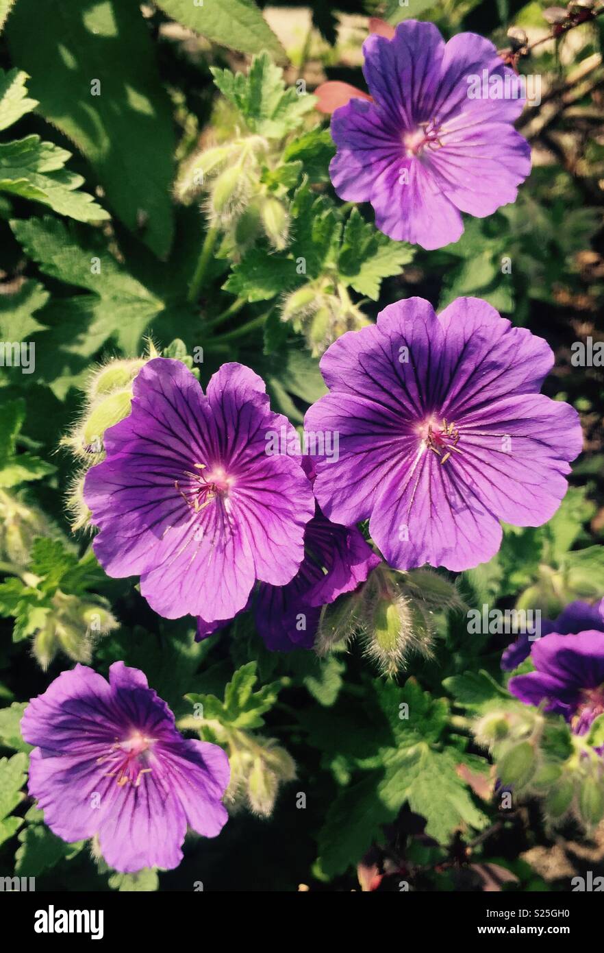 Bright purple flowers Stock Photo - Alamy