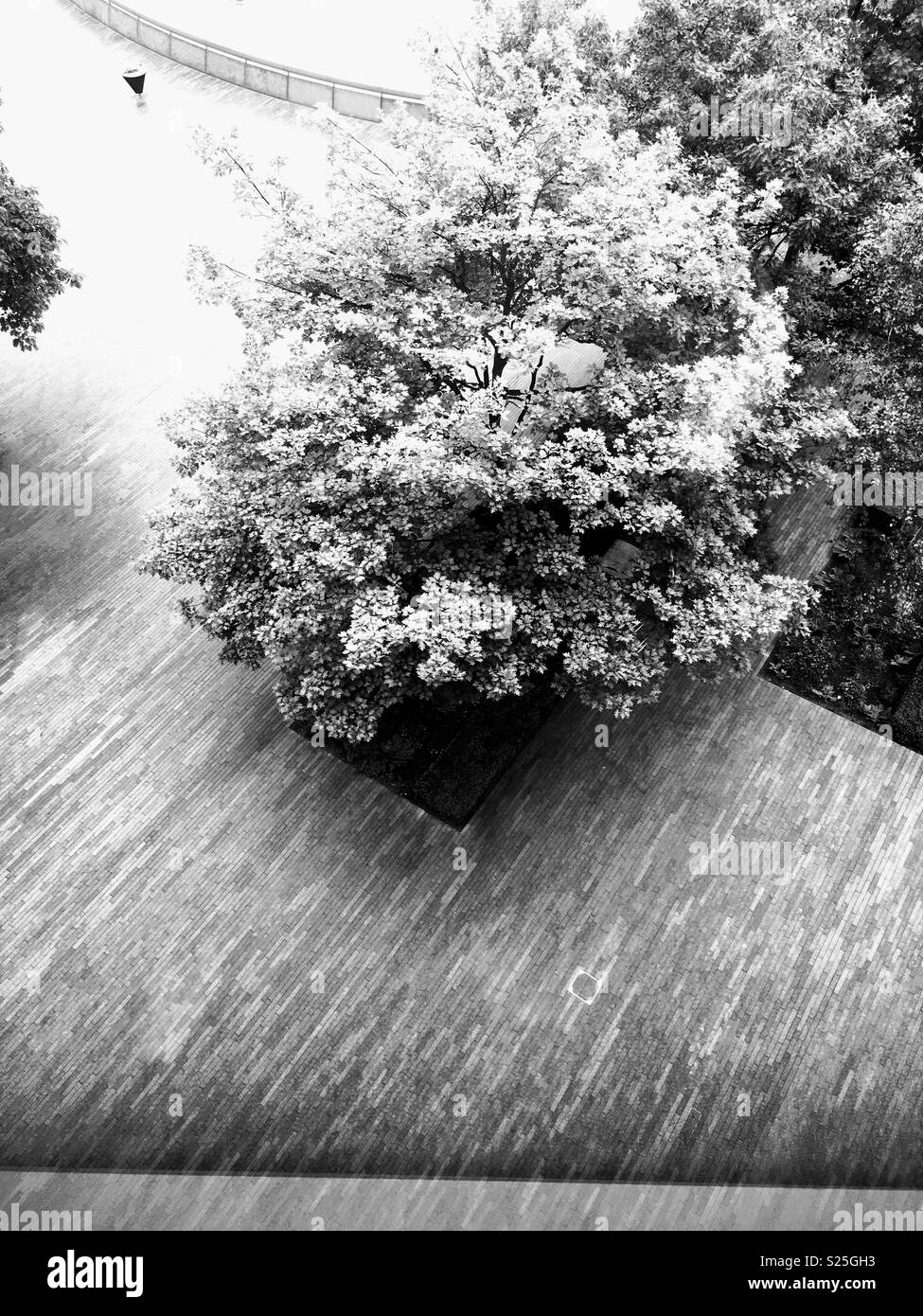 Trees on the Pavement Stock Photo - Alamy
