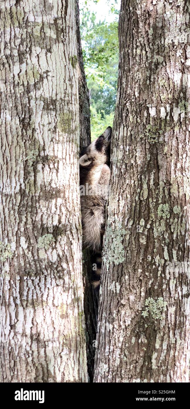 Raccoon Racoon High Resolution Stock Photography and Images - Alamy