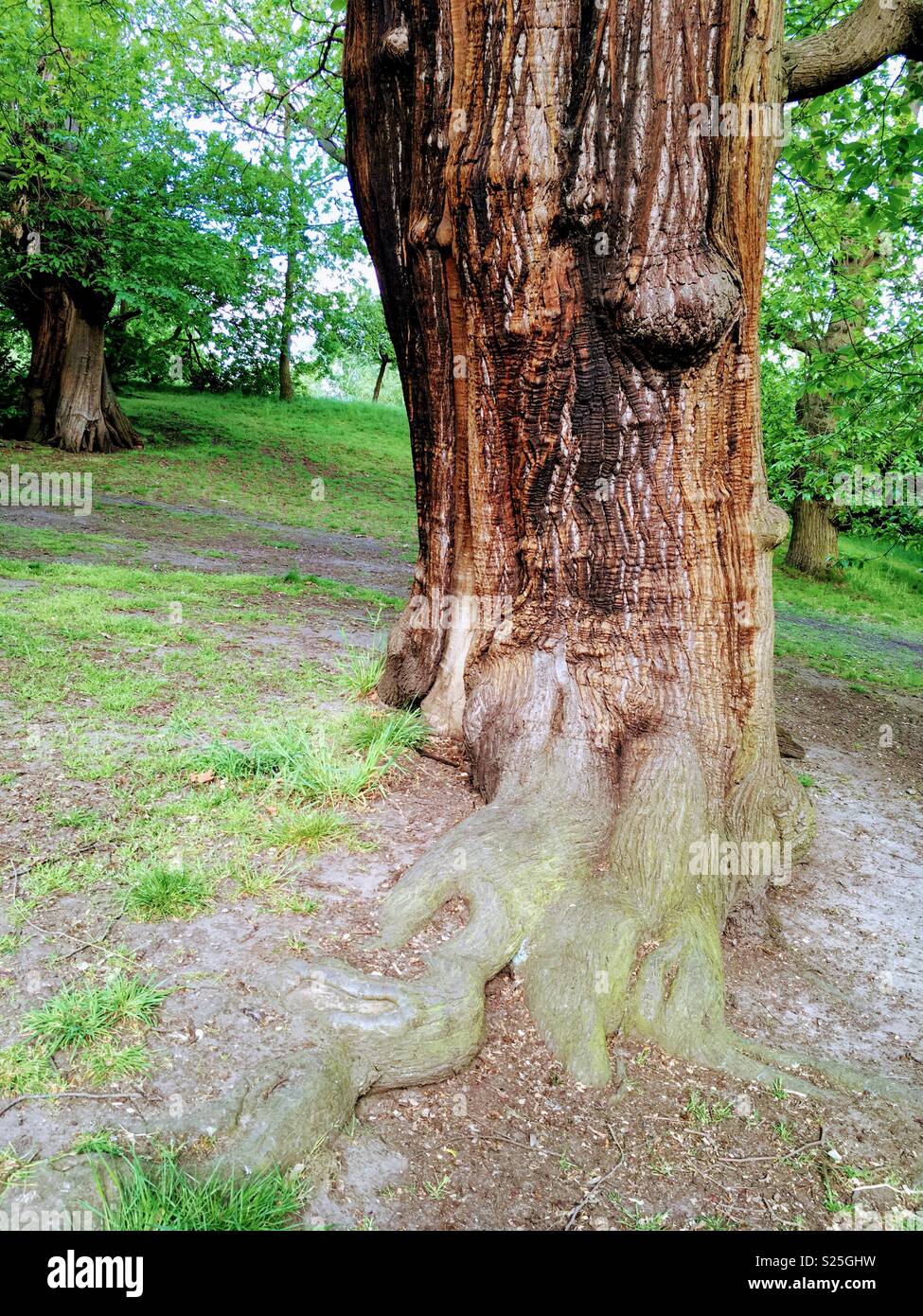 An Old Tree’s Trunk Stock Photo - Alamy