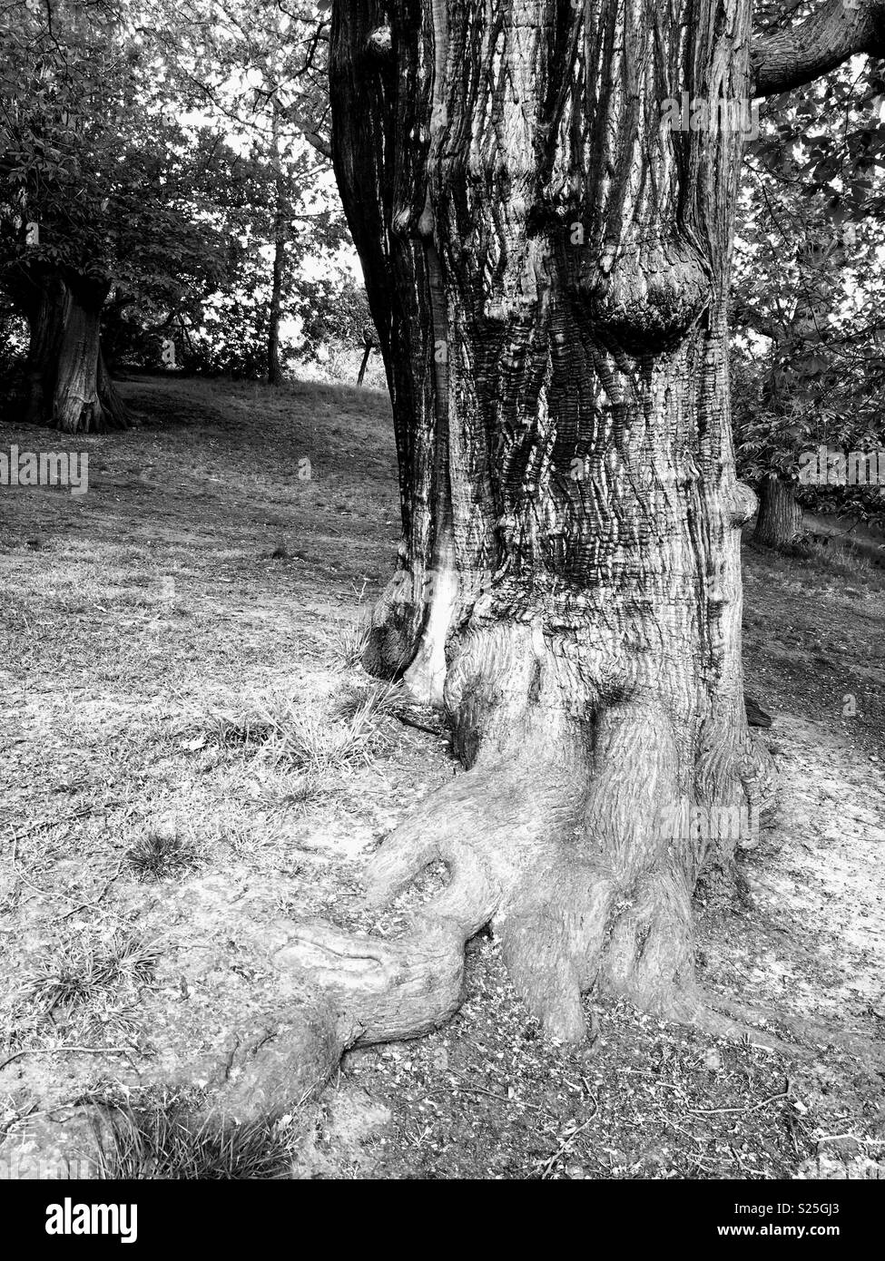 Ageing tree hi-res stock photography and images - Alamy