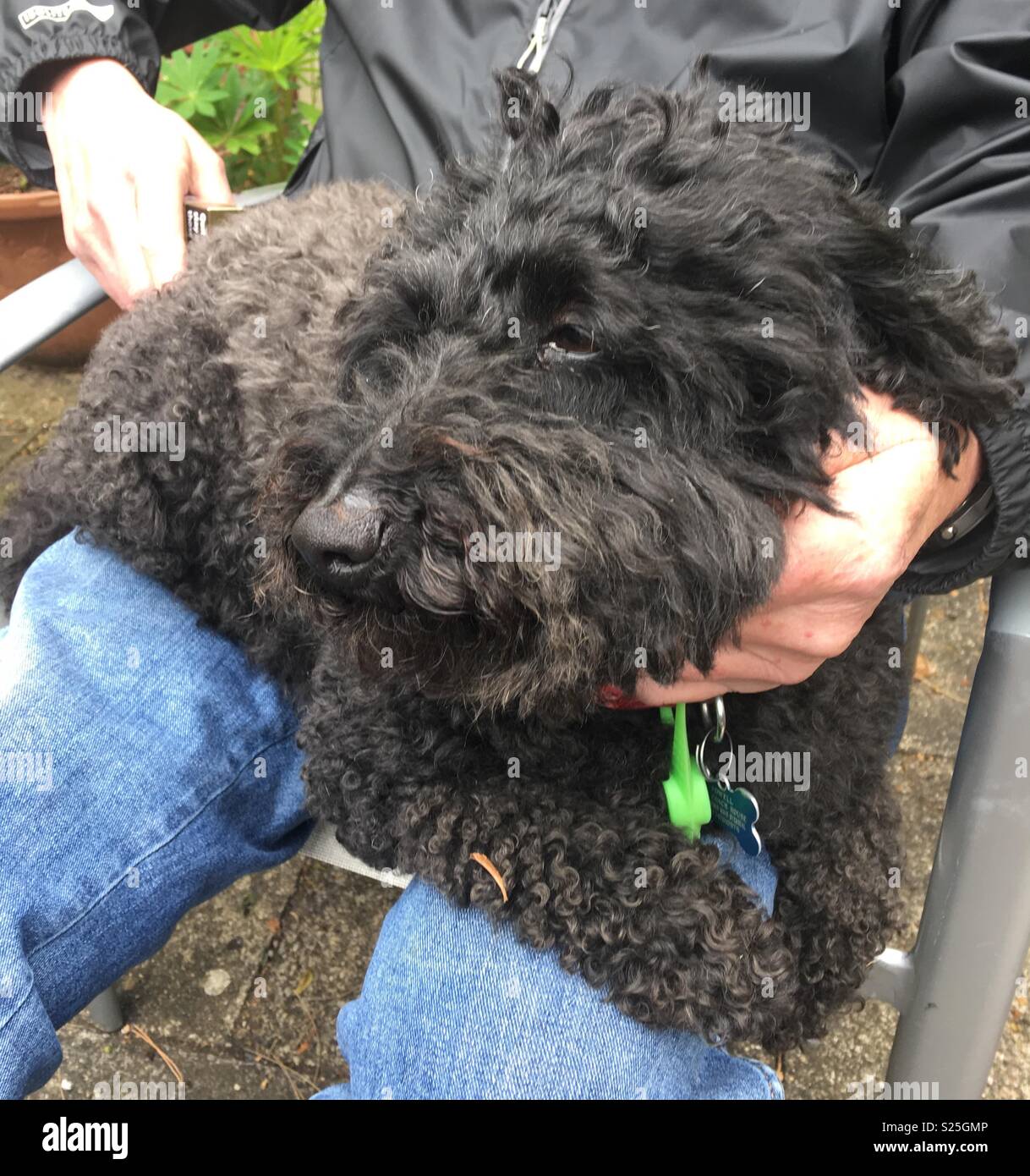 Daddy dog hi-res stock photography and images - Alamy