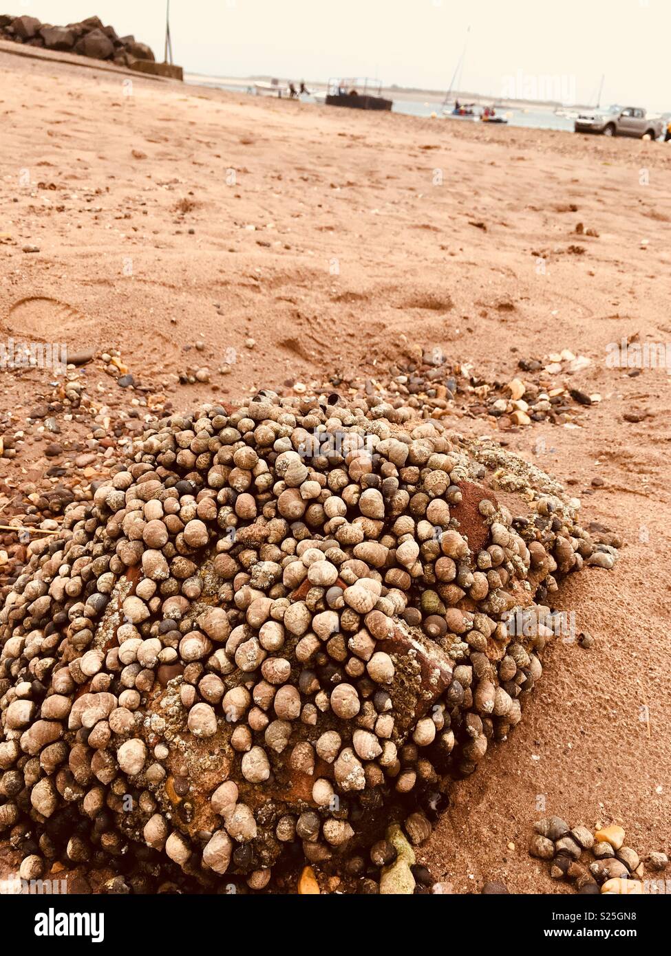 Periwinkles shells hi-res stock photography and images - Alamy