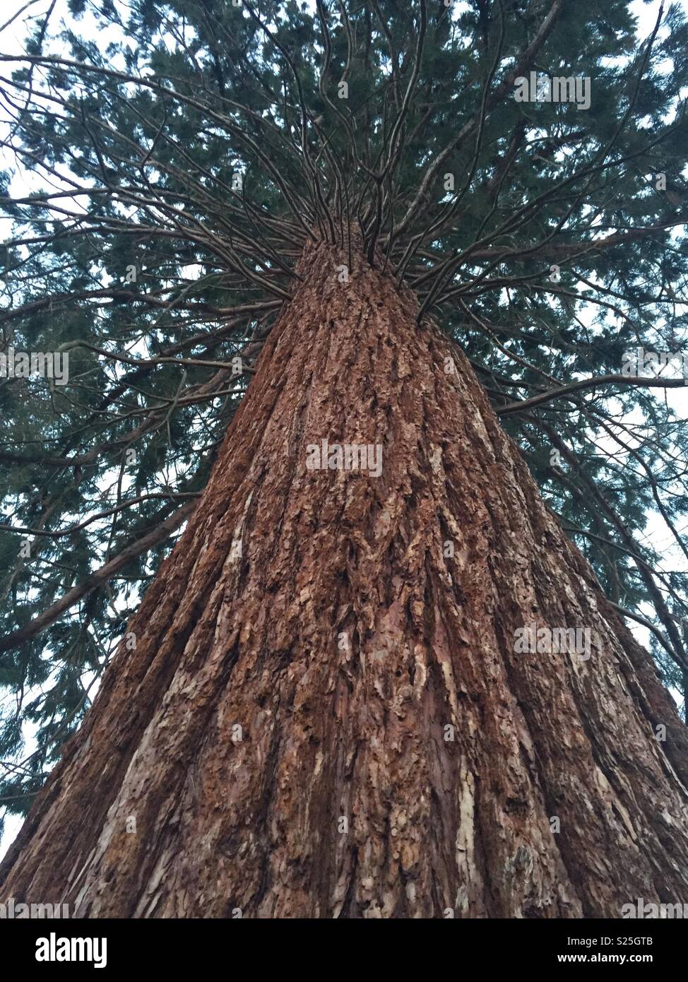 Leaves tree top hi-res stock photography and images - Alamy