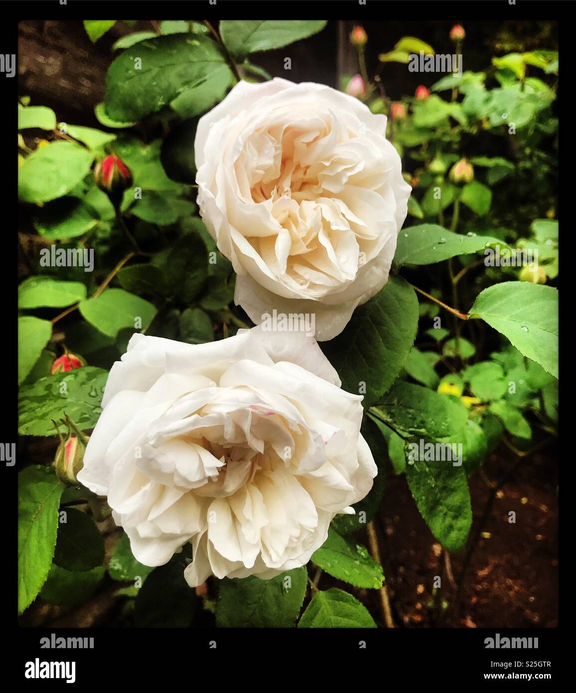 Full bloom david austin rose hi-res stock photography and images - Alamy