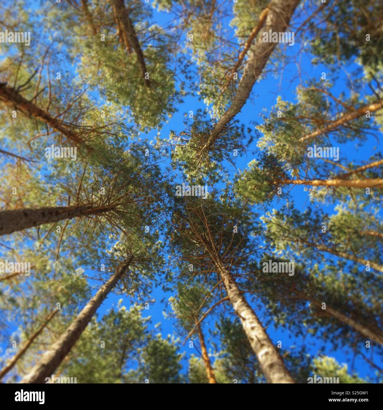 Tall thin tree hi-res stock photography and images - Alamy