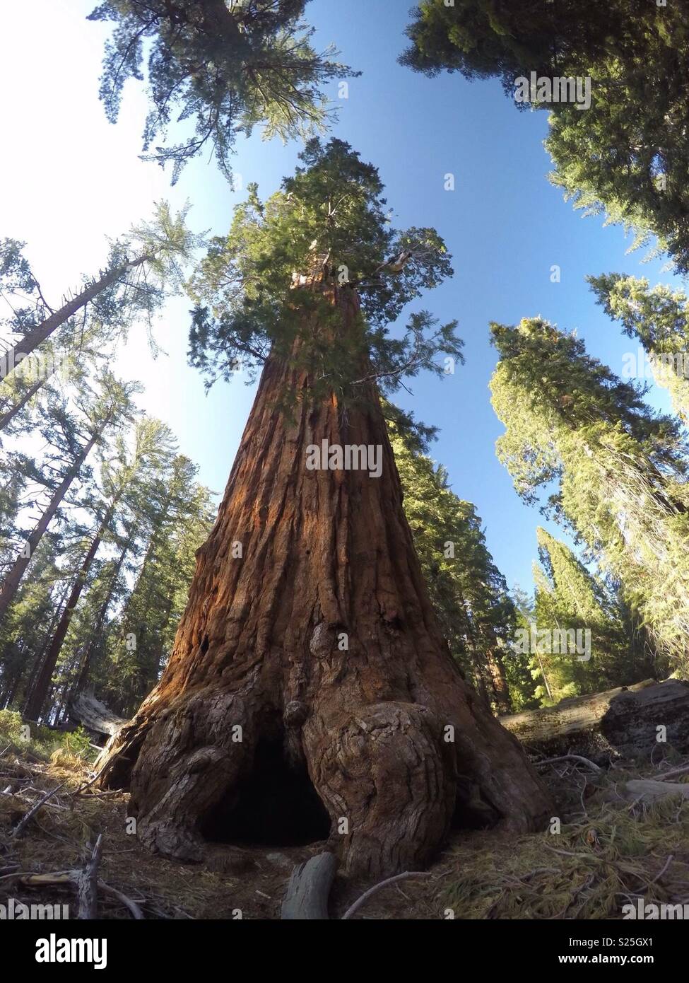 Giant Trees of Sequoia Stock Photo - Alamy