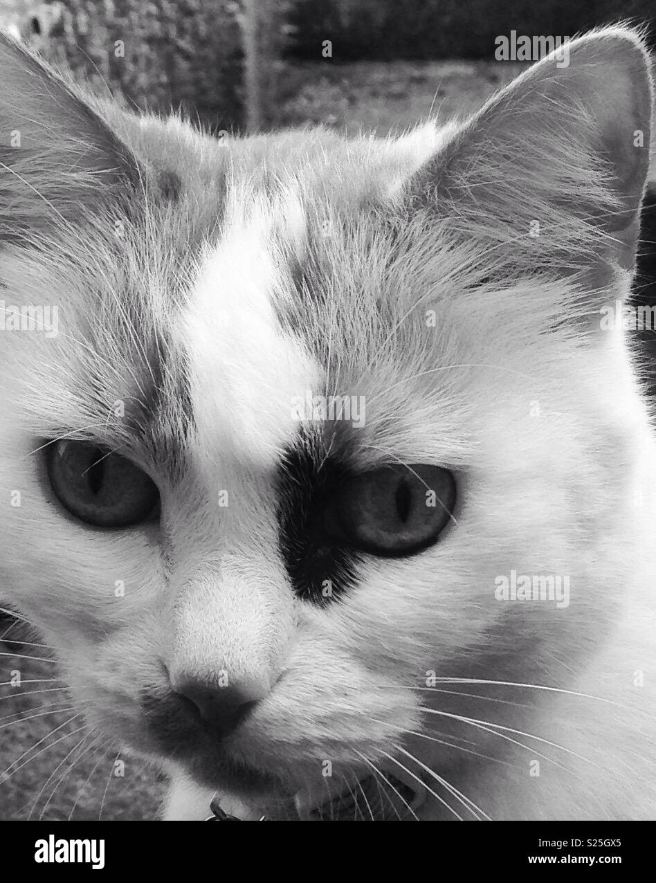 Staring black cat hi-res stock photography and images - Alamy